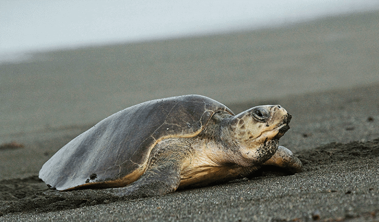 How To Contribute To Turtle Conservation Efforts Around the World