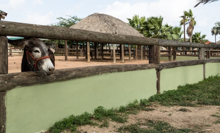 Animals In Aruba | How To Help Local Wildlife In Need On Your Trip