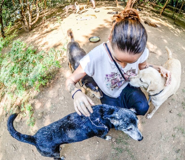How To Ethically Volunteer With Injured Animals in India