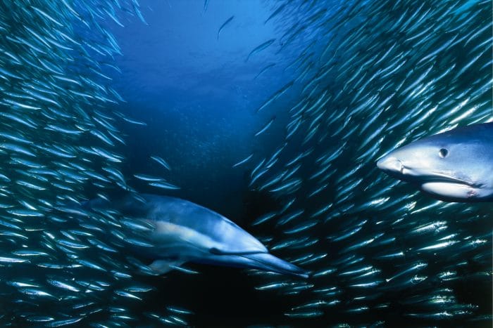 Sardine Run: How to Experience This Natural Phenomenon in South Africa