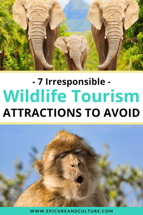 Irresponsible Tourism: 7 "Attractions" That Promote Wild Animal Cruelty