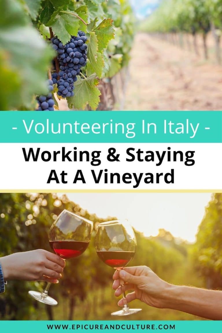 Vineyard Work In Italy: A Fun & Unique Volunteer Experience
