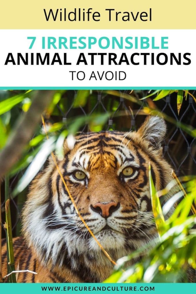 Irresponsible Tourism: 7 "Attractions" That Promote Wild Animal Cruelty