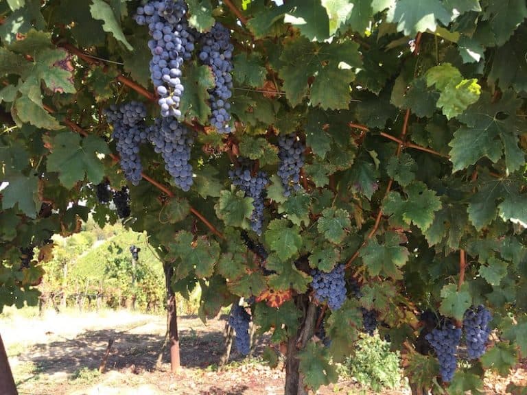 San Colombano Italy: A Must-Visit Lombardy Wine Region In Italy